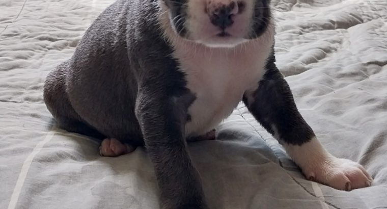 Pure-bred Blue American Staffy Puppies - PetsForHomes