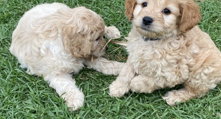 Spoodle F2 Puppies For Sale - PetsForHomes