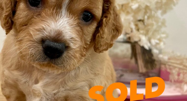 Spoodle F2 Puppies For Sale - PetsForHomes