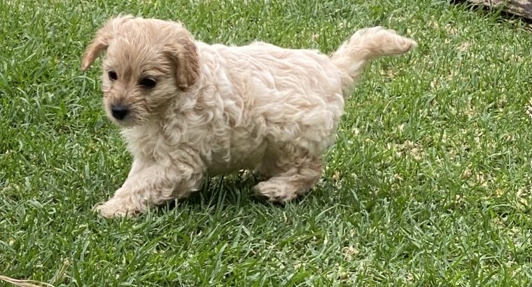 Spoodle F2 Puppies For Sale - PetsForHomes