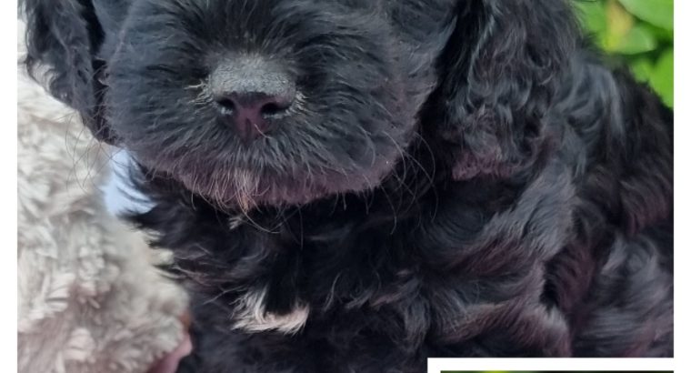 Gorgeous Cavoodle Puppies - PetsForHomes