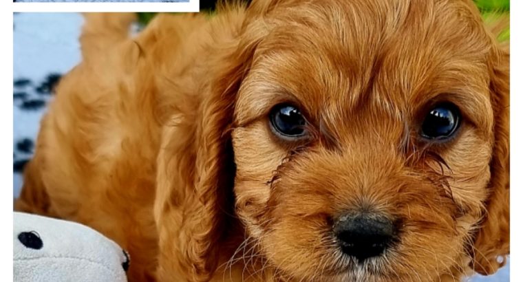 Gorgeous Cavoodle Puppies - PetsForHomes