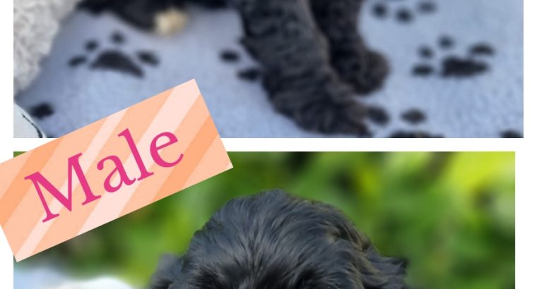 Gorgeous Cavoodle Puppies - PetsForHomes
