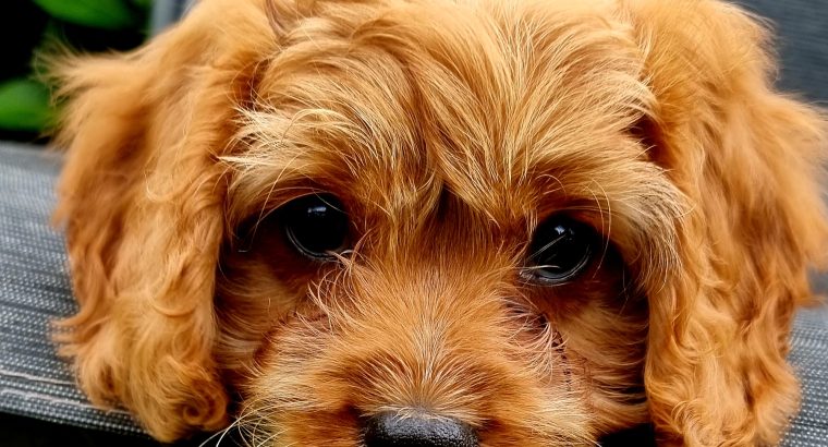 F1 Cavoodle Puppy - PetsForHomes