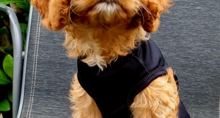 F1 Cavoodle Puppy - PetsForHomes