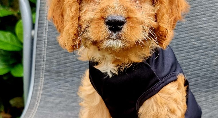 F1 Cavoodle Puppy - PetsForHomes