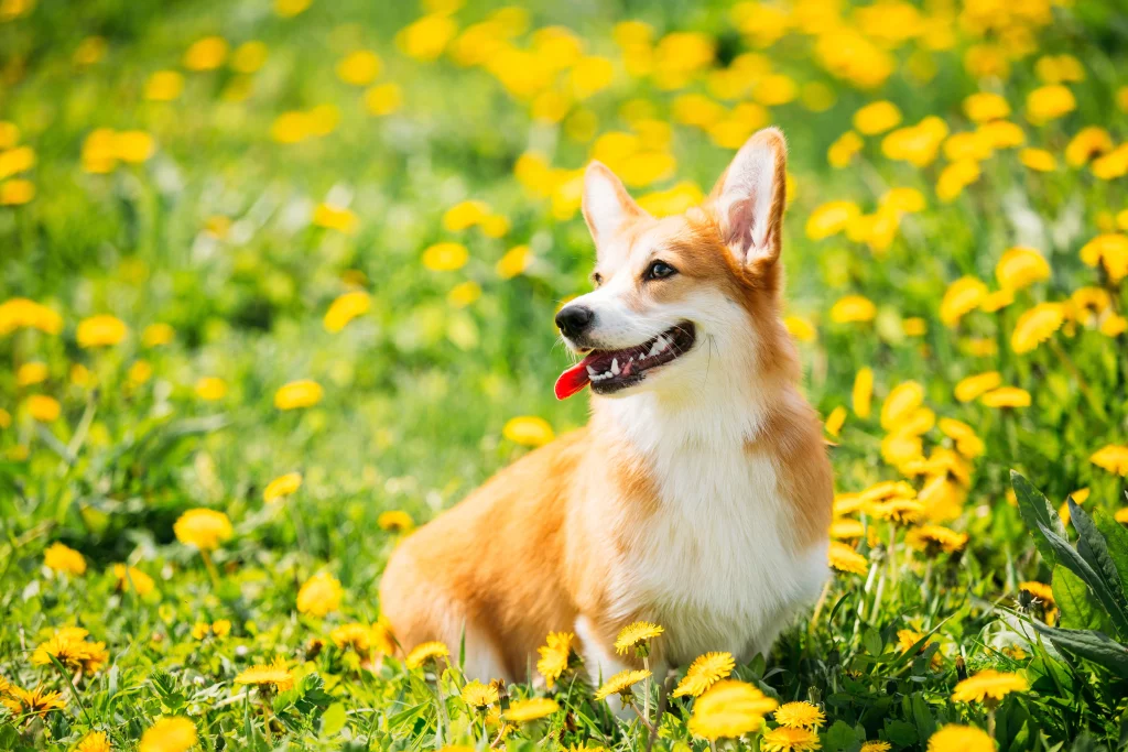 Corgi Puppies For Sale - PetsForHomes Australia