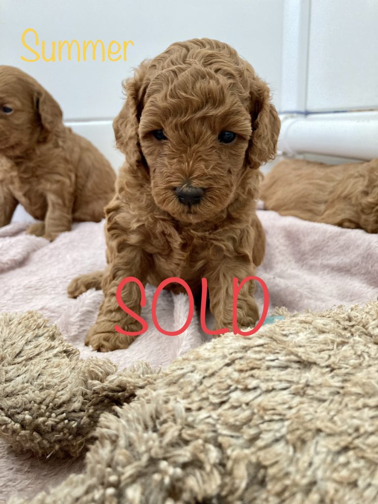 Toy Cavoodles - Oakhurst - PetsForHomes