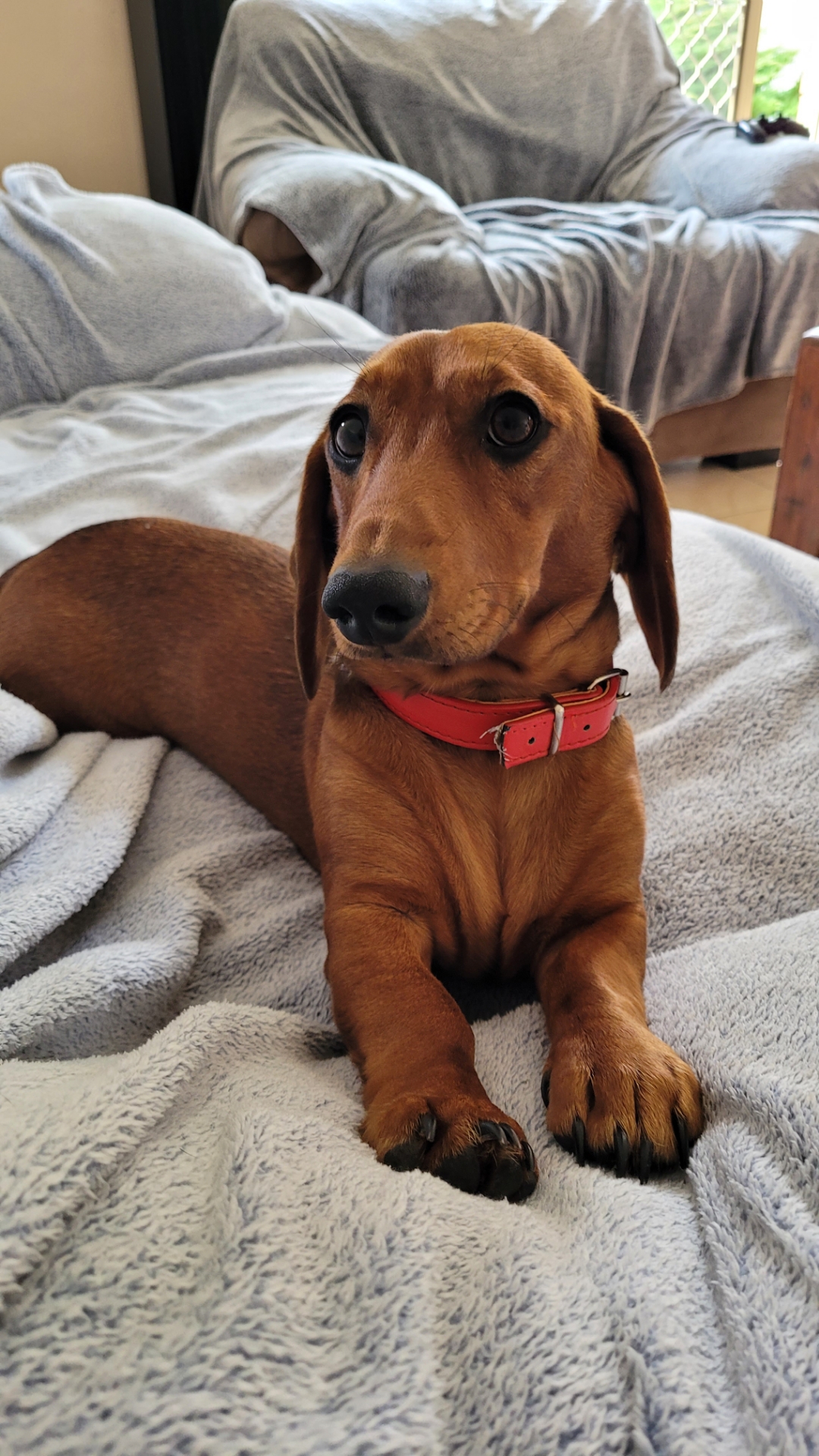 Miniature Dachshund - PetsForHomes