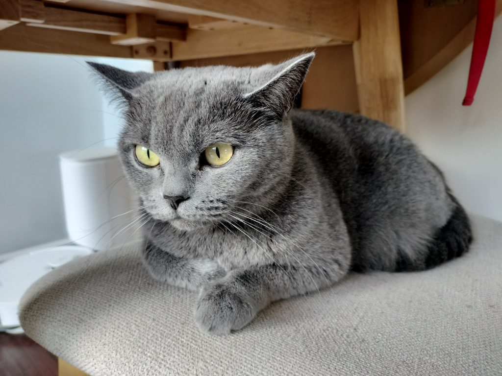 Purebred British Shorthair - Felicity - Petsforhomes