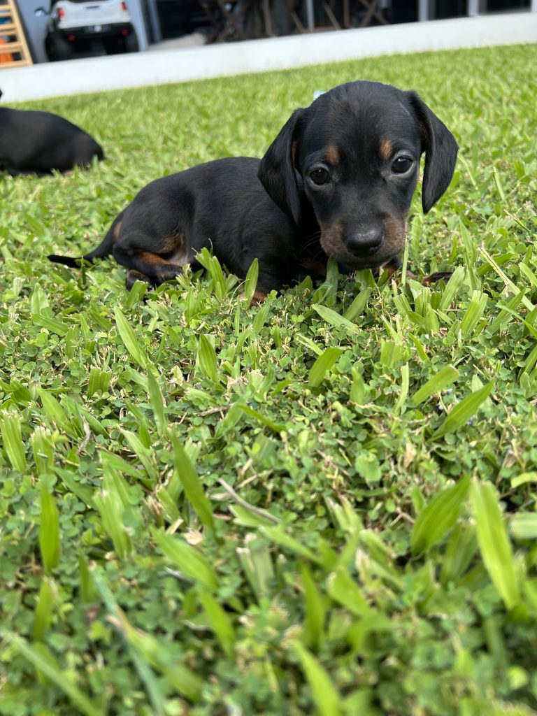 Miniature Dachshund (Short Hair) - Townsville - PetsforHomes