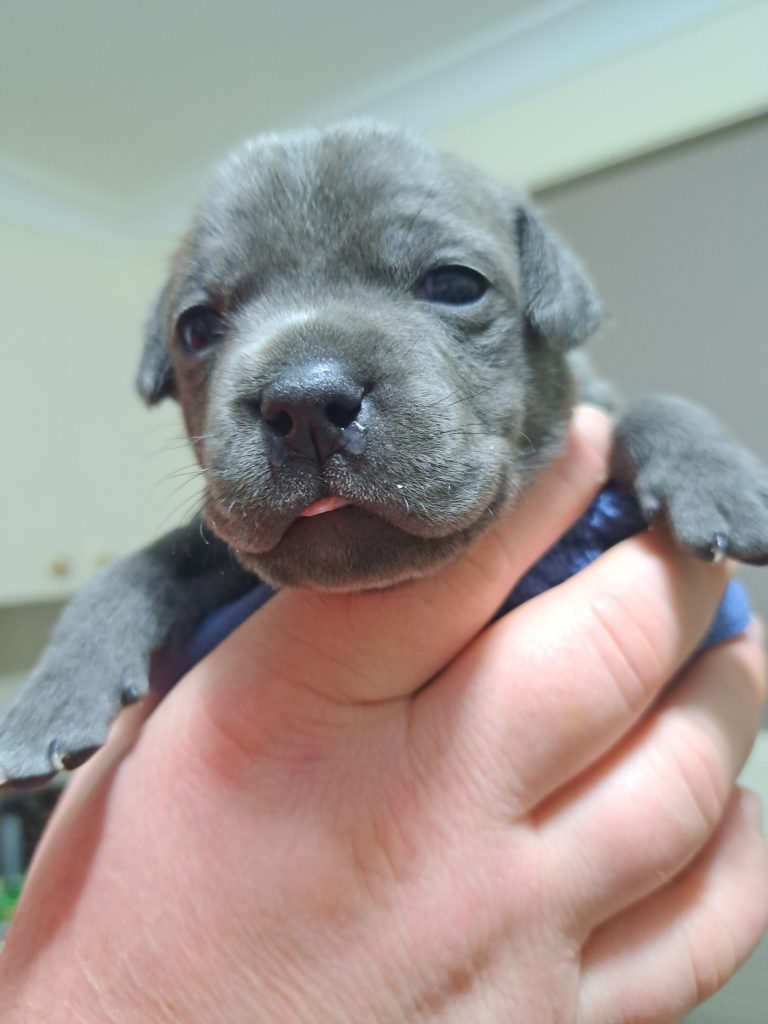English Staffy - Wyong - PetsForHomes