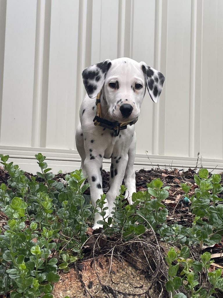Dalmation - Crawley WA - PetsForHomes