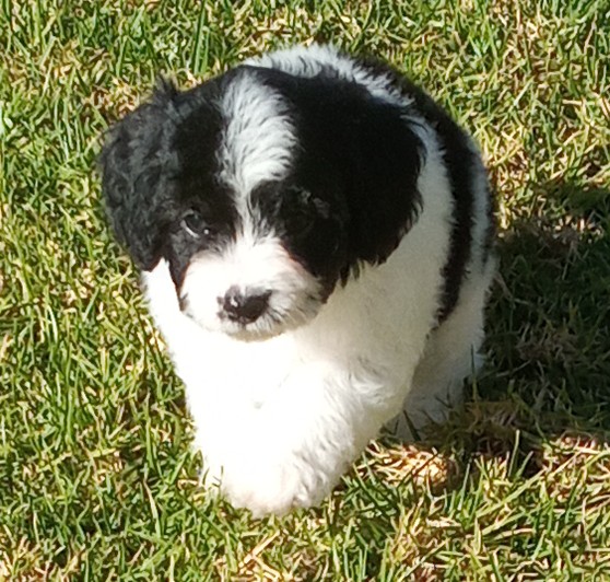 Cavoodles - PetsForHomes