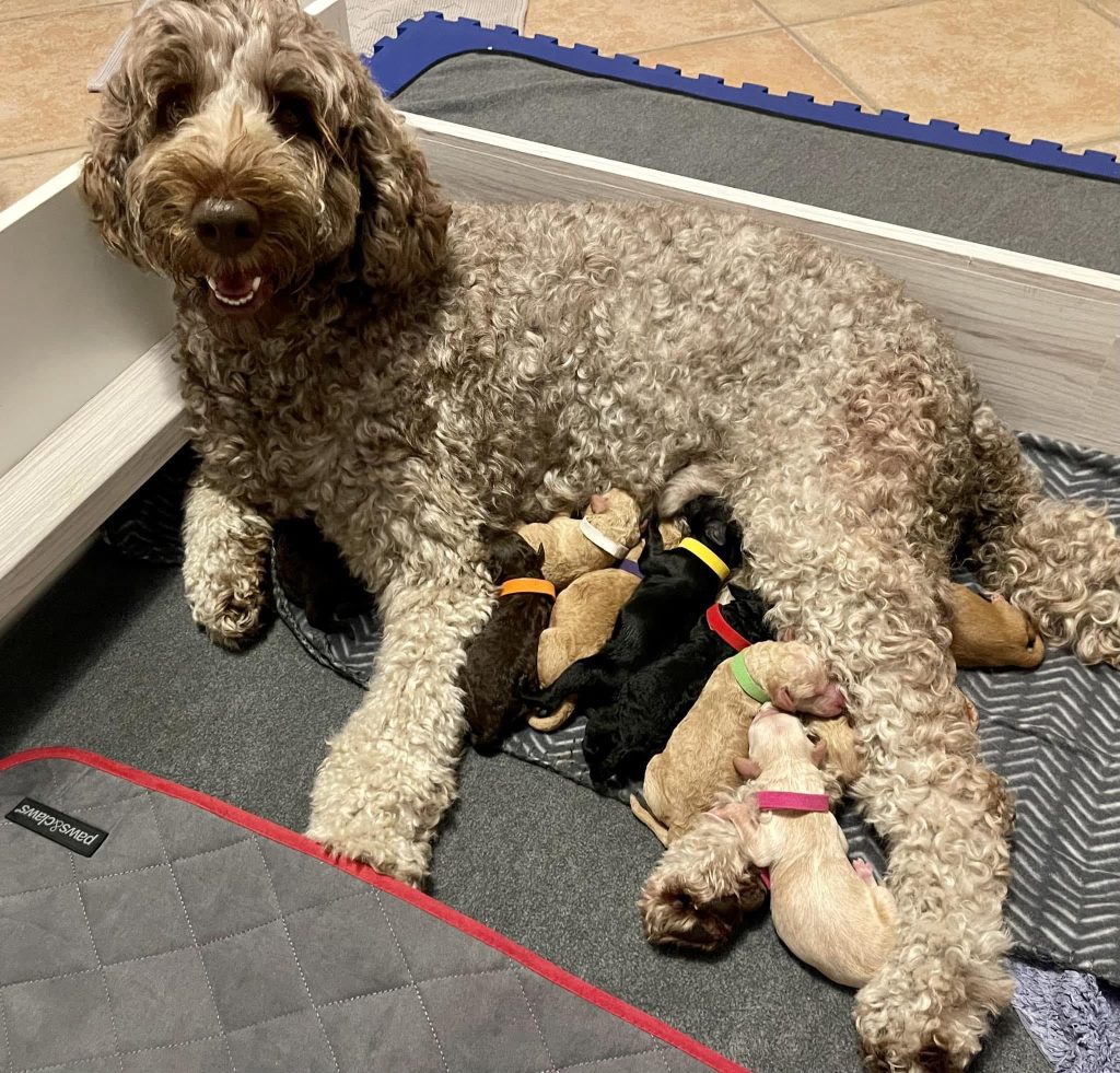 Labradoodle X Groodle - Robina - PetsForHomes