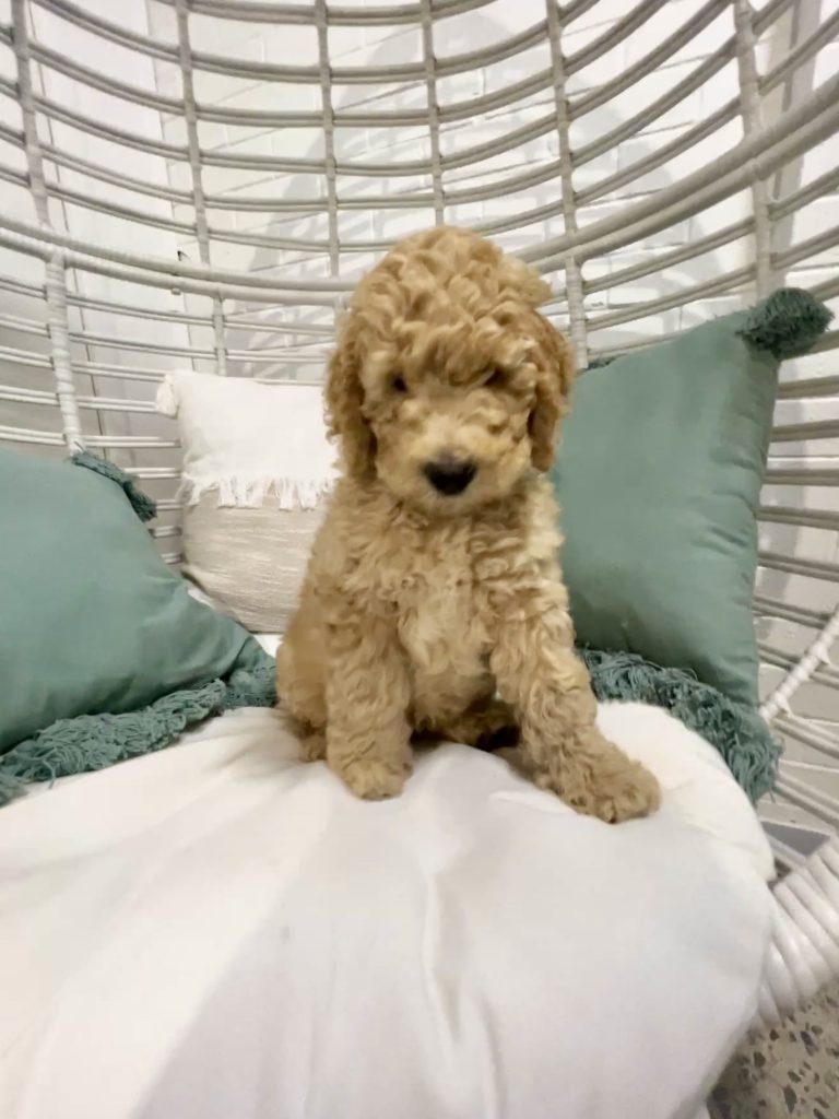 Groodle X Labradoodle - Wynnum West - PetsForHomes