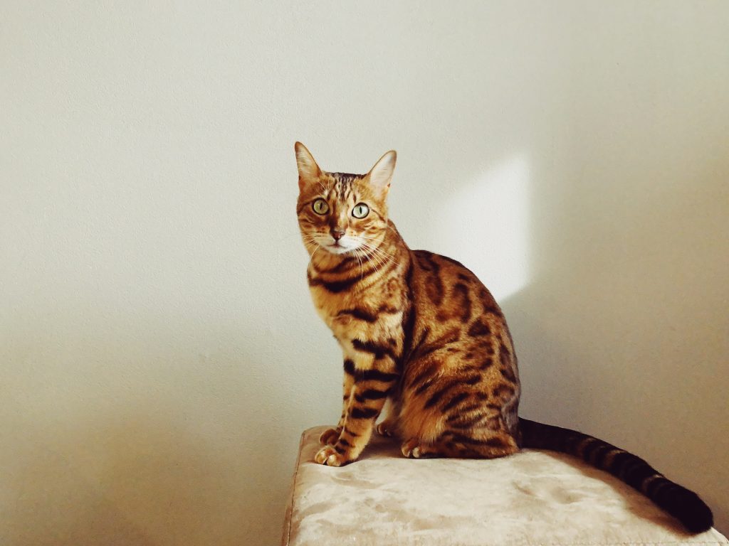 Cats And Kittens For Sale - PetsForHomes