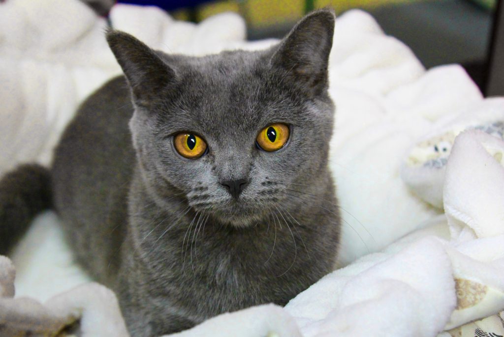 Chartreux Cat For Sale - PetsForHomes Australia
