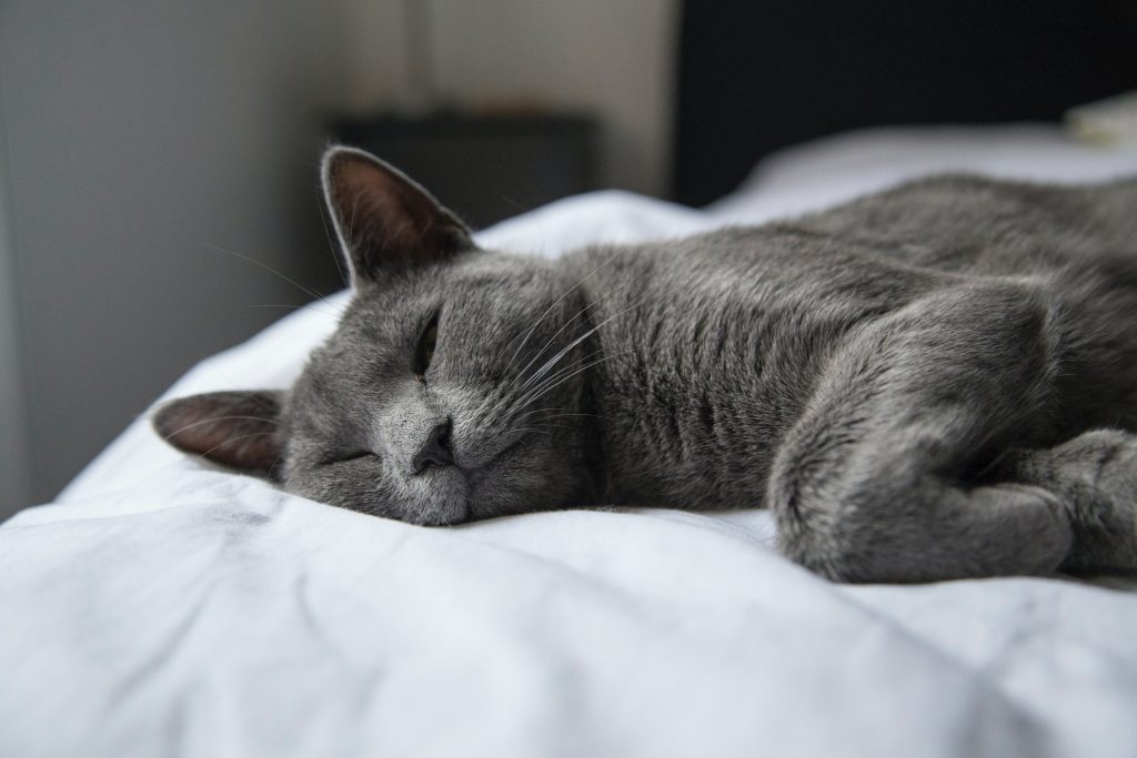 Russian Blue Kitten For Sale - PetsForHomes