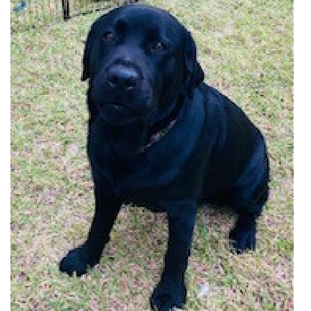 Labrador - Duns Creek NSW - PetsForHomes