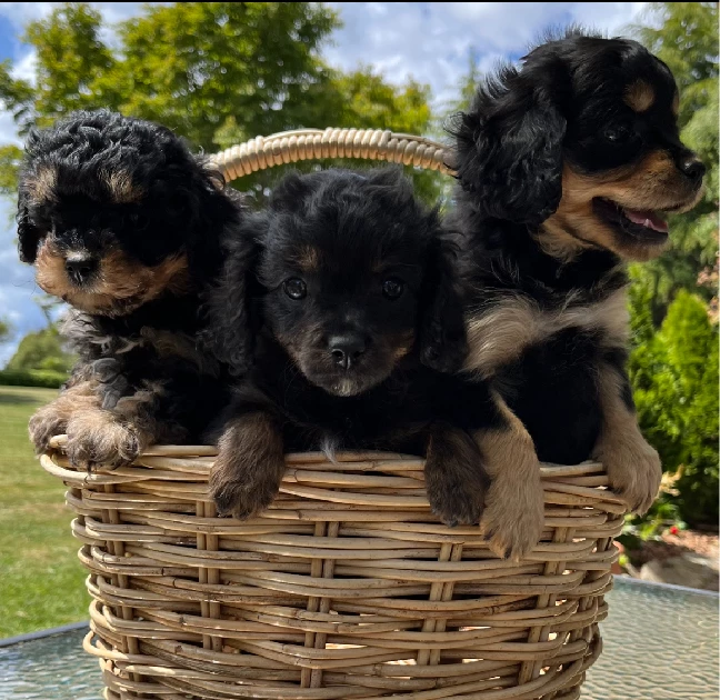 Cavoodle - Walcha - PetsForHomes