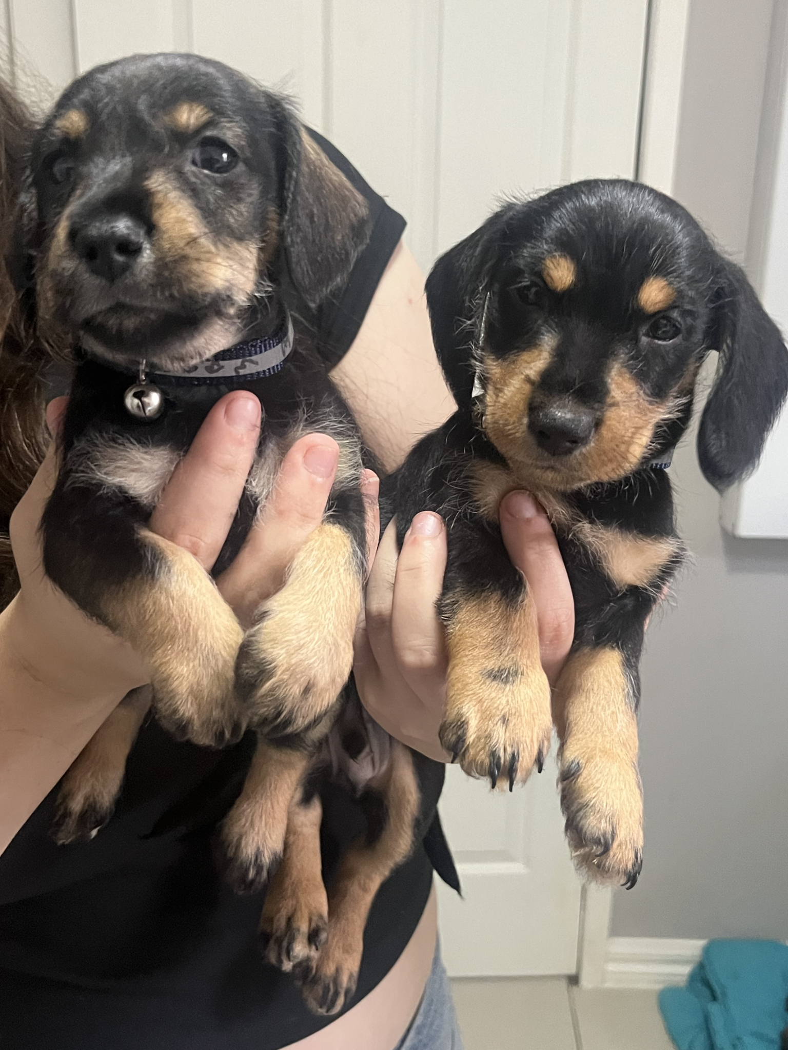 Schnauzer Cross - Frankston - PetsForHomes
