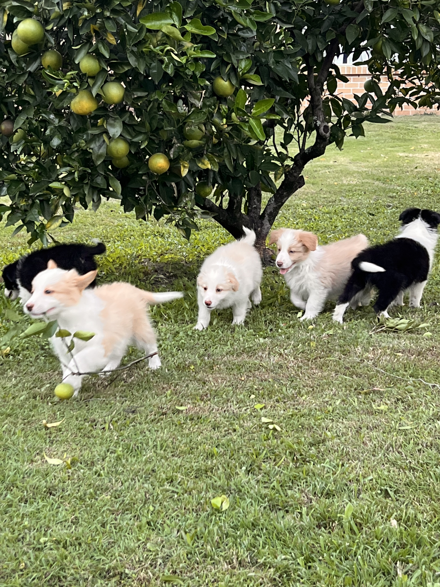 Border Collie - Catie - PetsForHomes