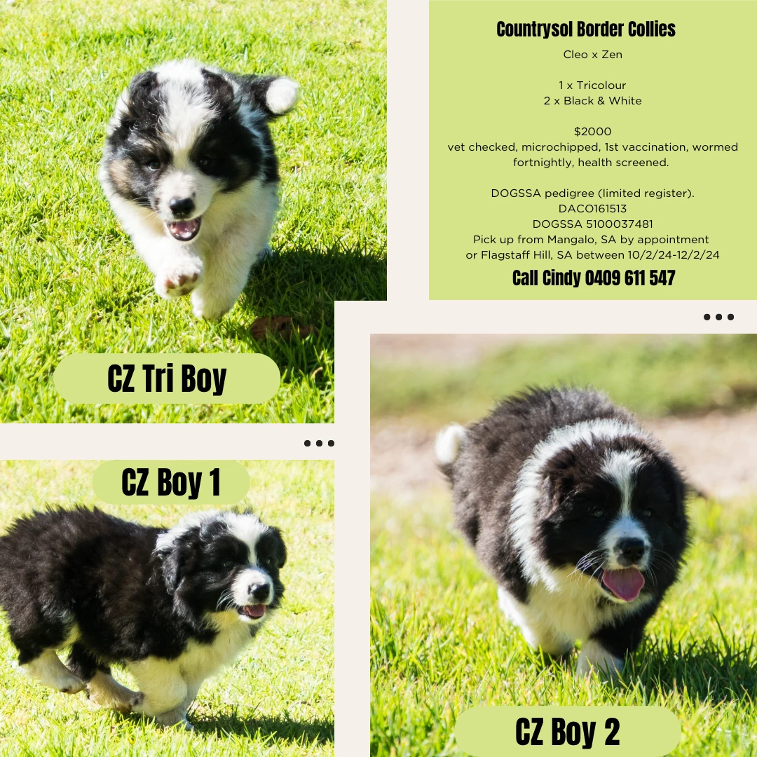 Border Collie - Mangalo - PetsForHomes