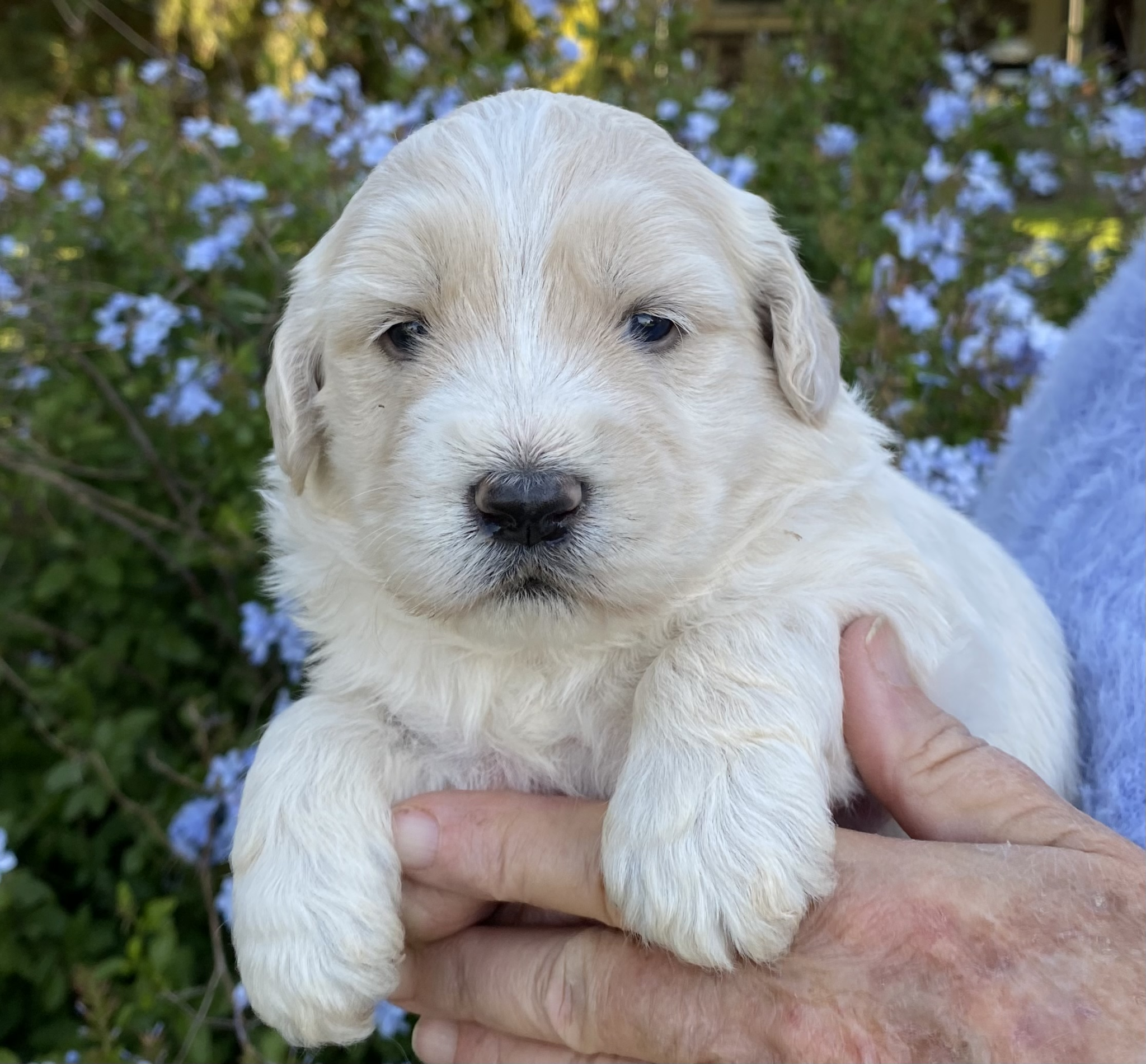 Groodle - Young - PetsForHomes