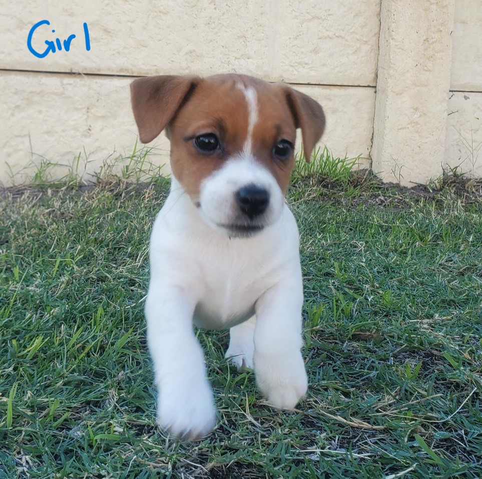 Jack Russell - Australind - PetsForHomes