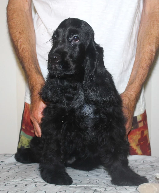 Cocker Spaniel - The Caves - PetsForHomes