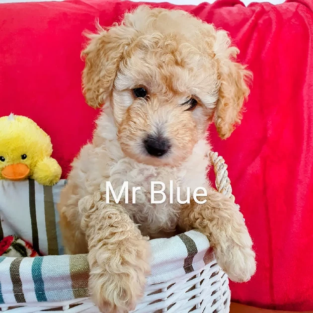 Poodle Mini - Frankston - PetsForHomes