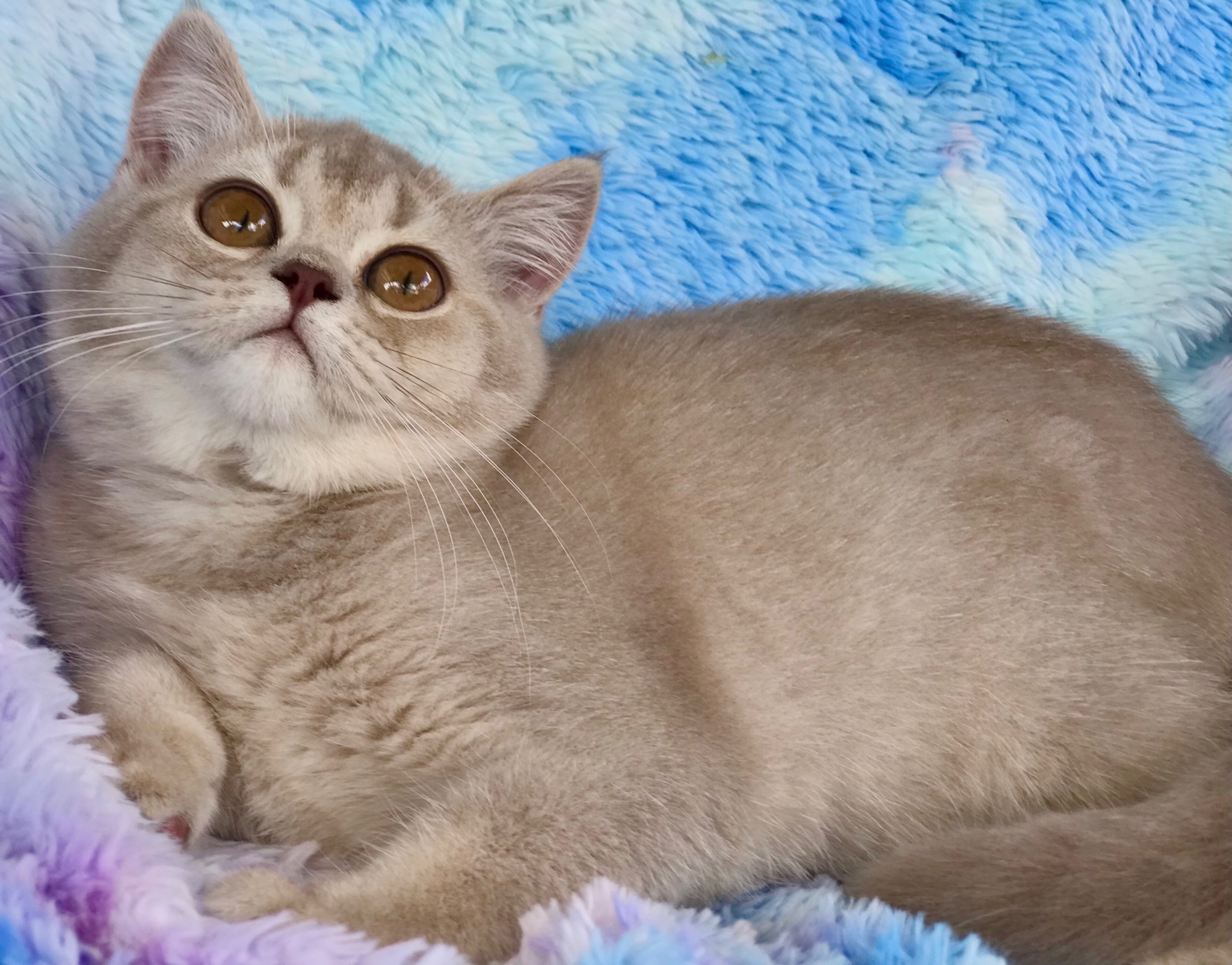 Scottish Shorthair - Loganholme - PetsForHomes