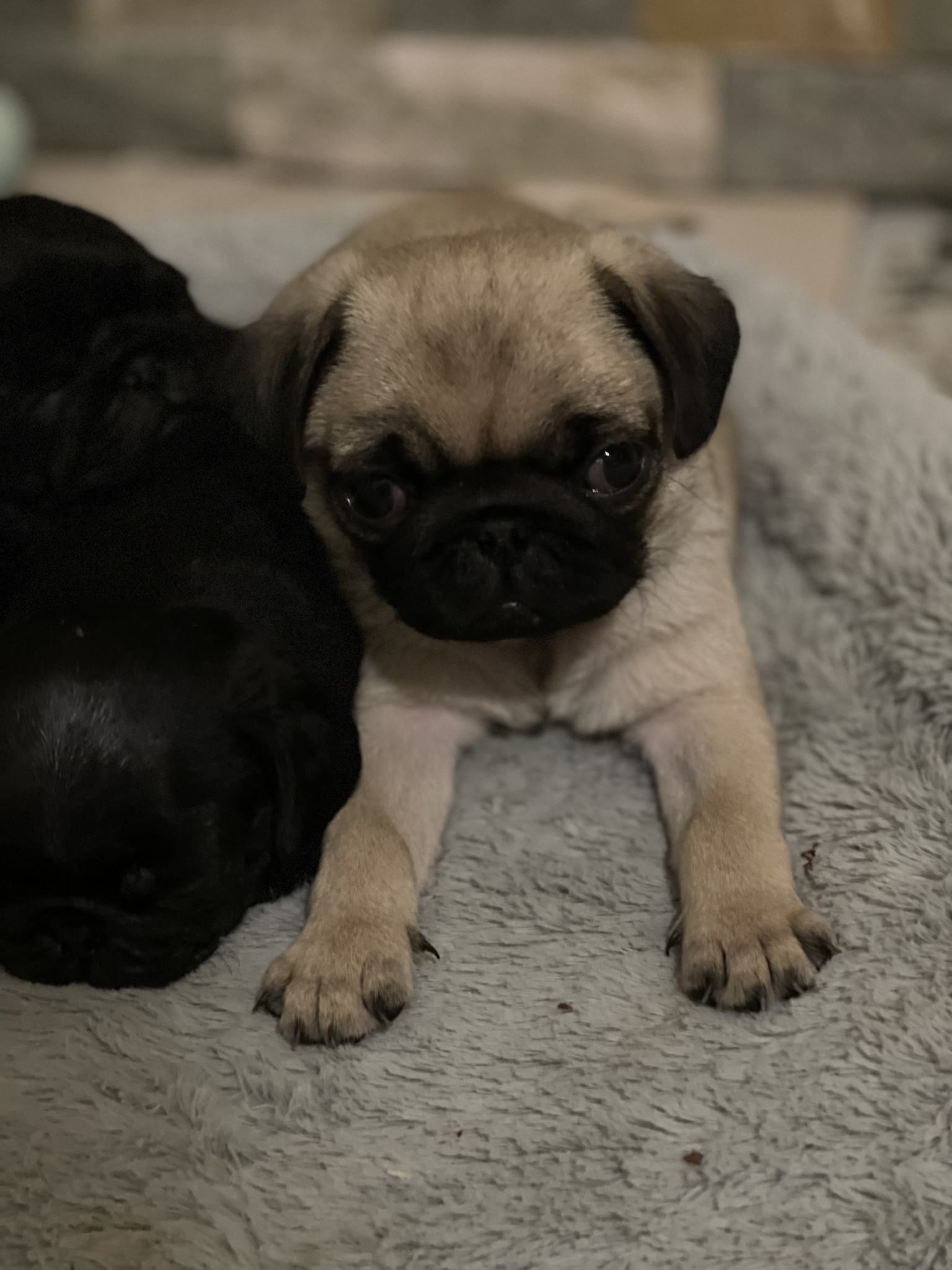 Pug - Singleton - PetsForHomes