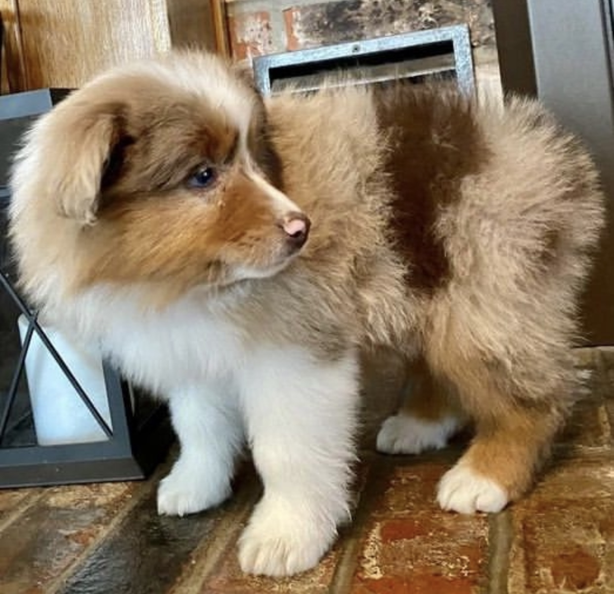 Mini Aussie Bulldog