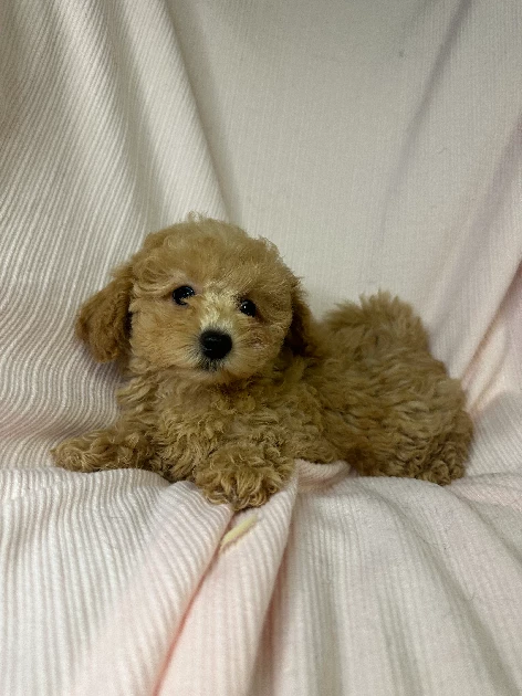 Poodle Mini - Oakleigh - PetsForHomes