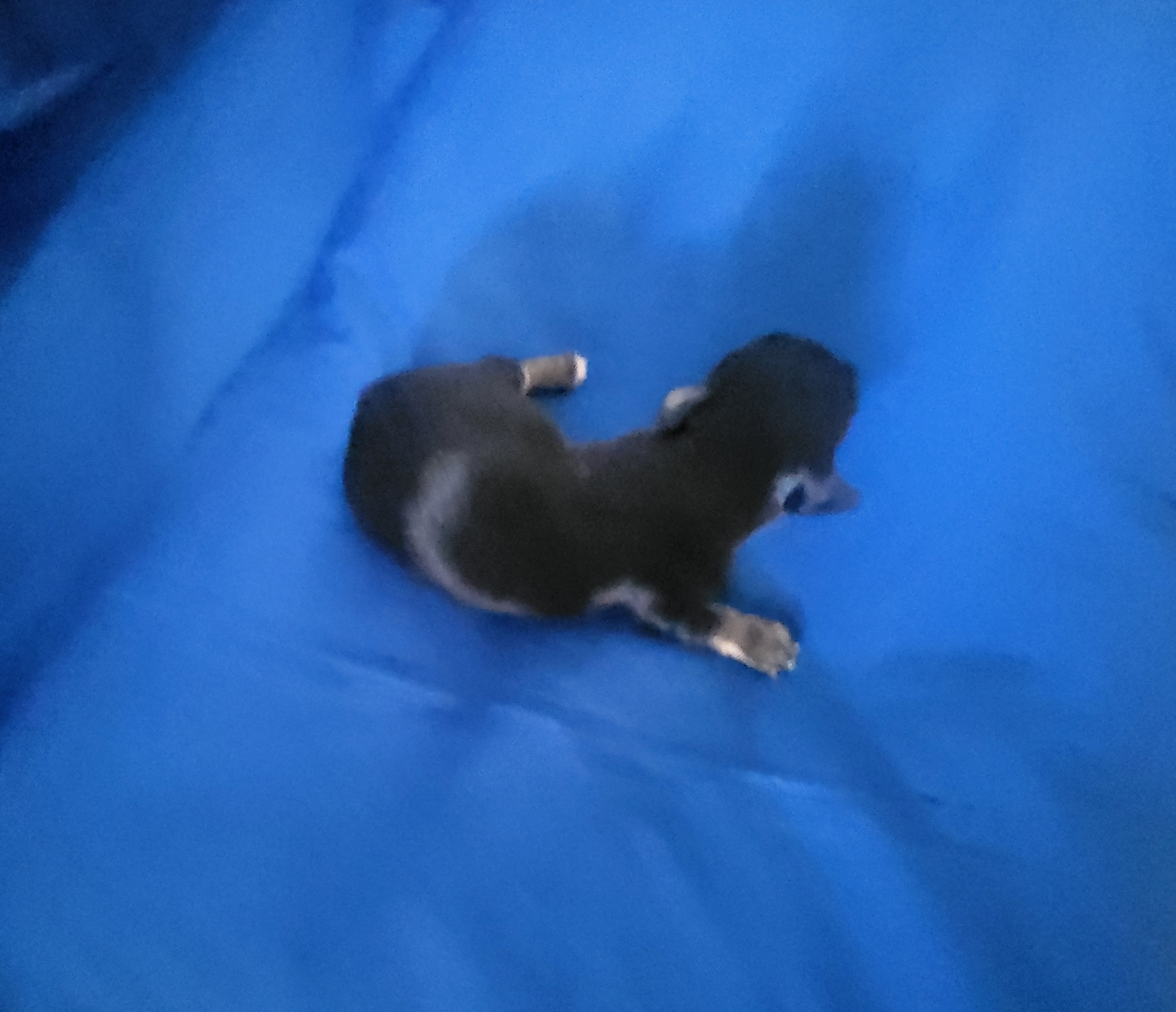 Chihuahua - Mount Larcom - PetsForHomes