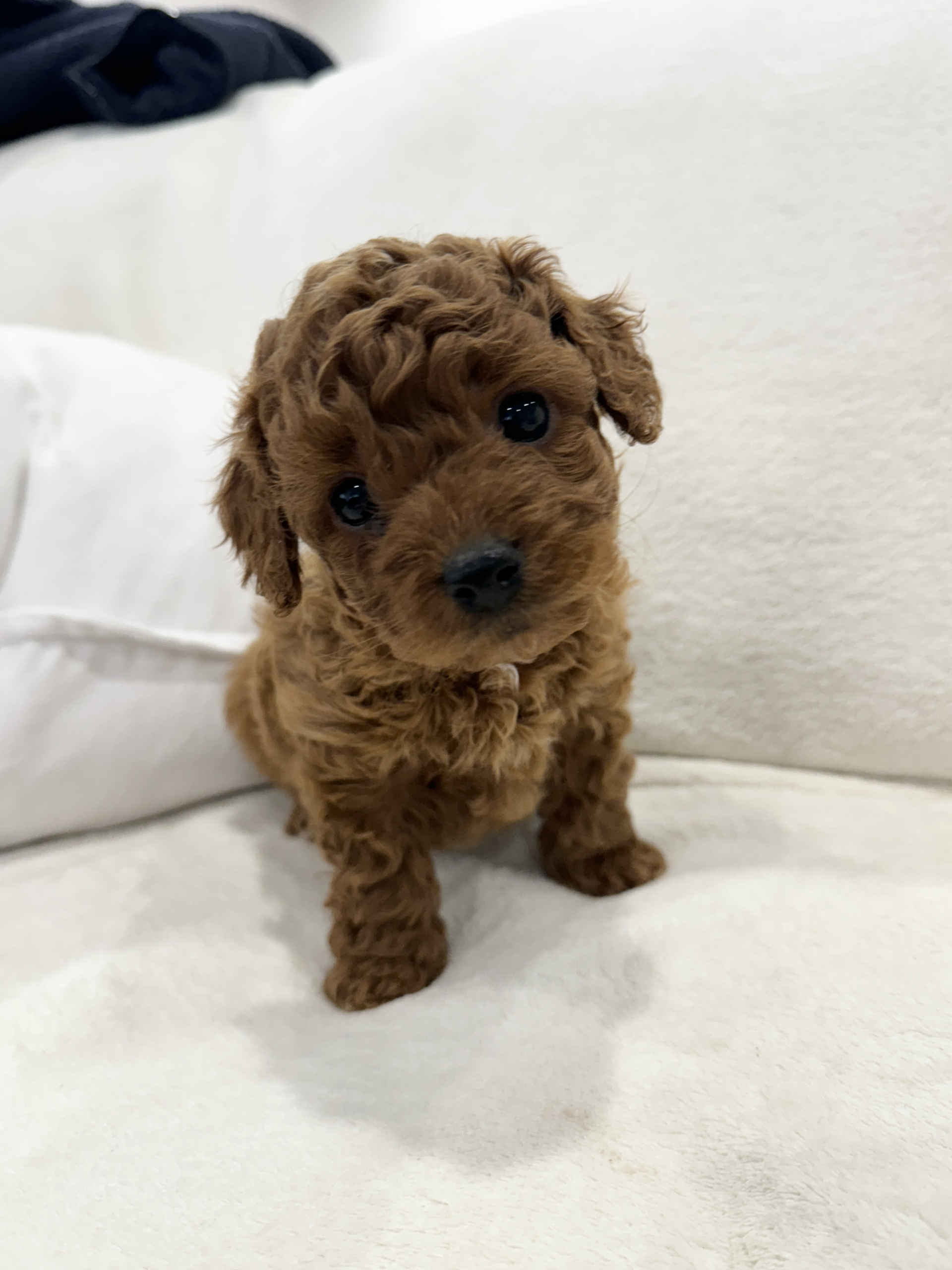Toy Poodle - Mount Waverley - PetsForHomes