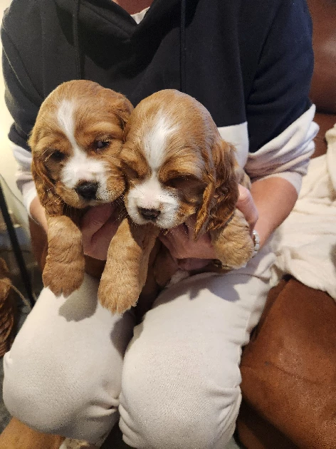 Cocker Spaniel - Kerang - PetsForHomes