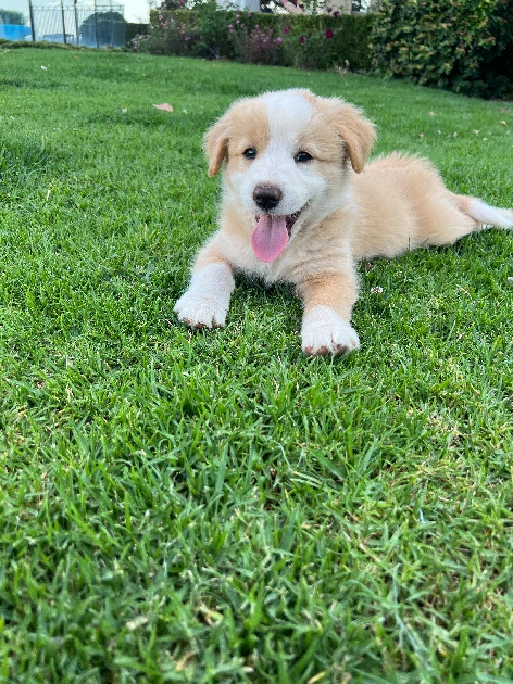 Border Collie - Melanie Moody - PetsForHomes