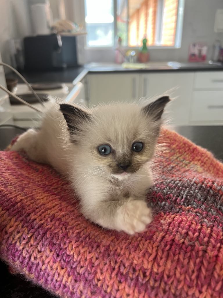 Cats - Liverpool - PetsForHomes