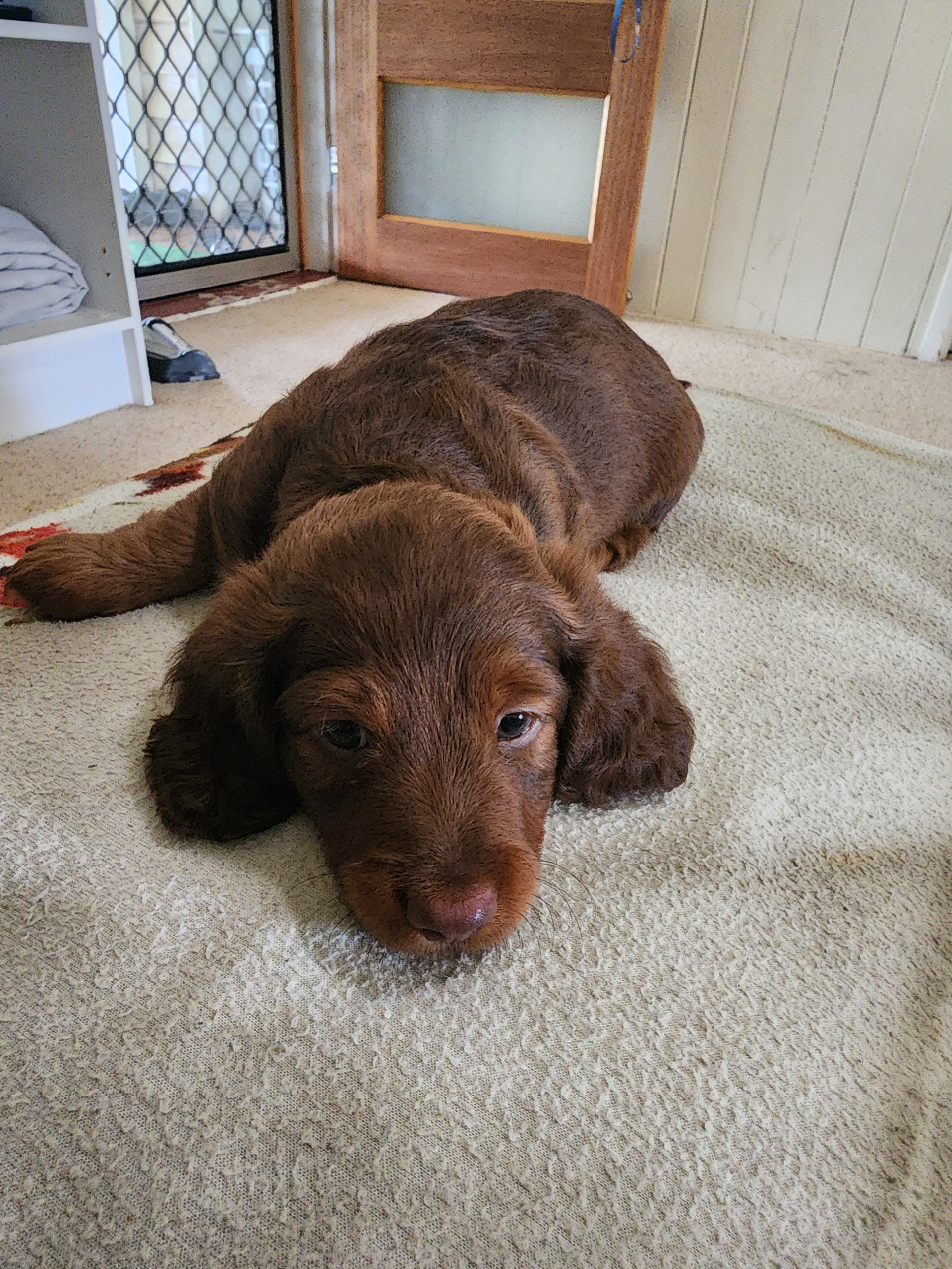 Dachshund - Mount Tyson - PetsForHomes