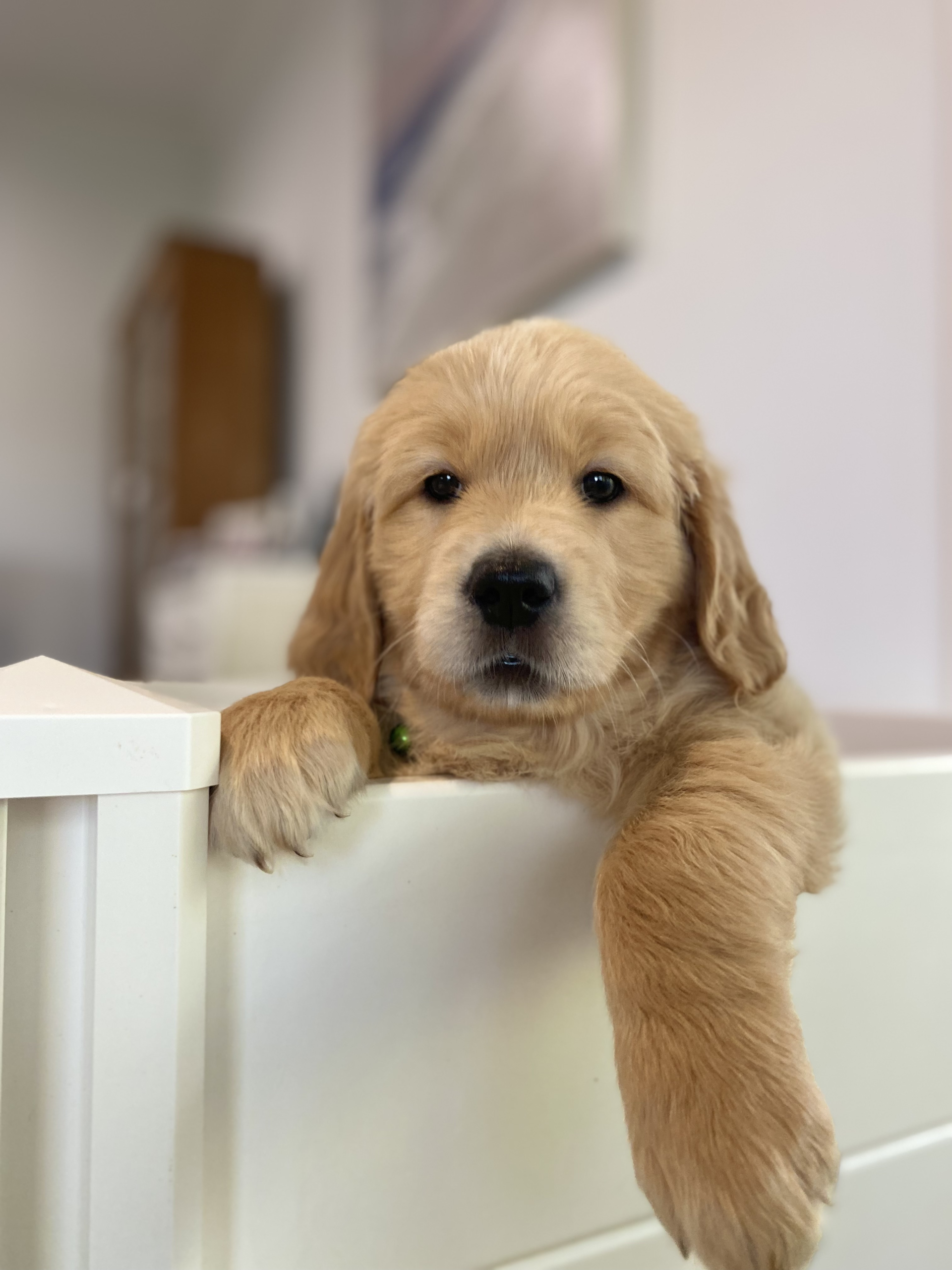 Golden Retriever - Tamborine Mountain - PetsForHomes