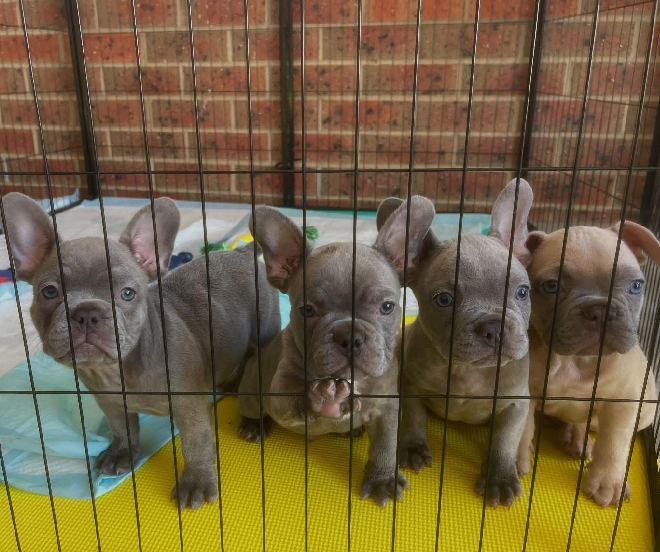 French Bulldog - Castlemaine - PetsForHomes