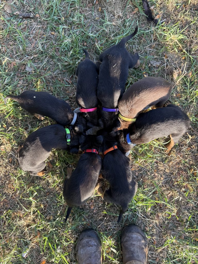 Australian Kelpie - Mount Barker - PetsForHomes