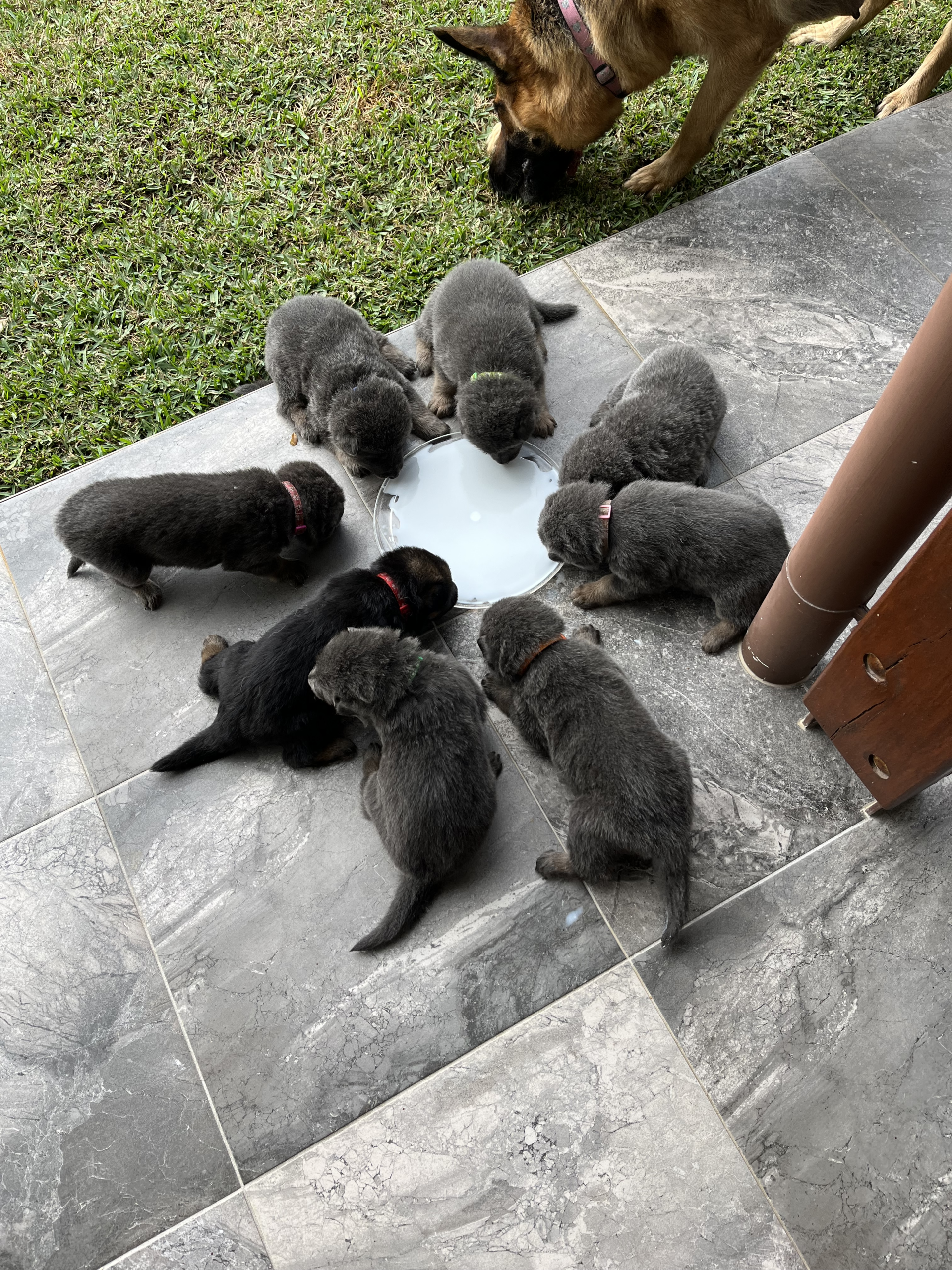 German Shepherd - Craignish - PetsForHomes