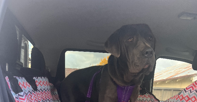 Neapolitan Mastiff - Orange - PetsForHomes