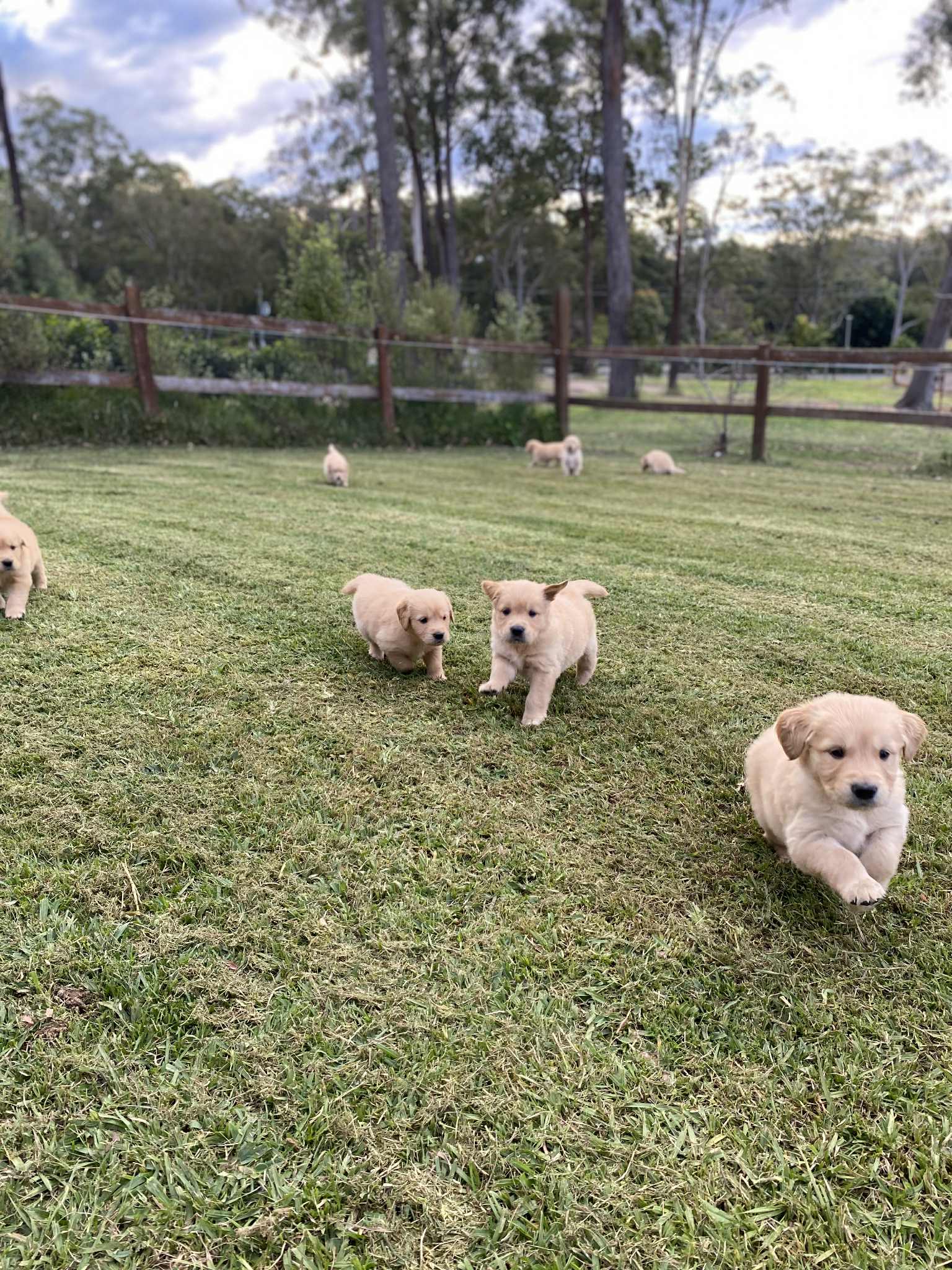 Golden Retriever - Port Macquarie - PetsForHomes