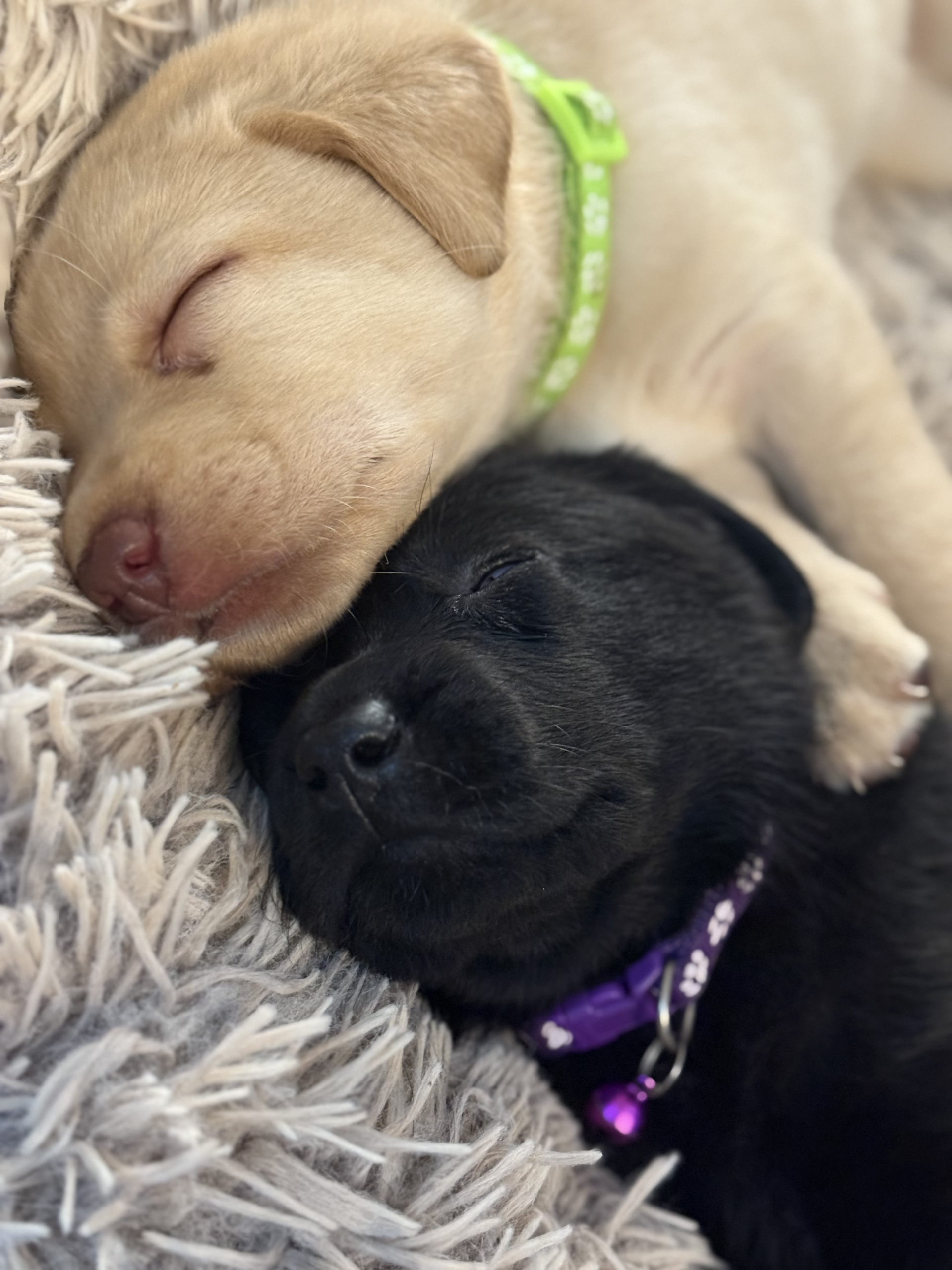 Labrador Retriever - Wallaroo - PetsForHomes