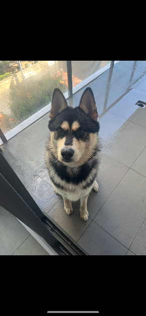 Other Dogs - Guildford - PetsForHomes